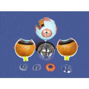 Kidder - Science Kits, School Project Supplies, Clock Parts - Eye Model ...